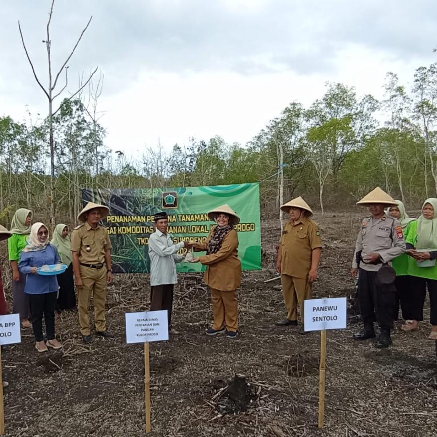 PENANAMAN PERDANA TANAMAN BENGUK SEBAGAI KOMODITAS MAKANAN LOKAL KULON ...